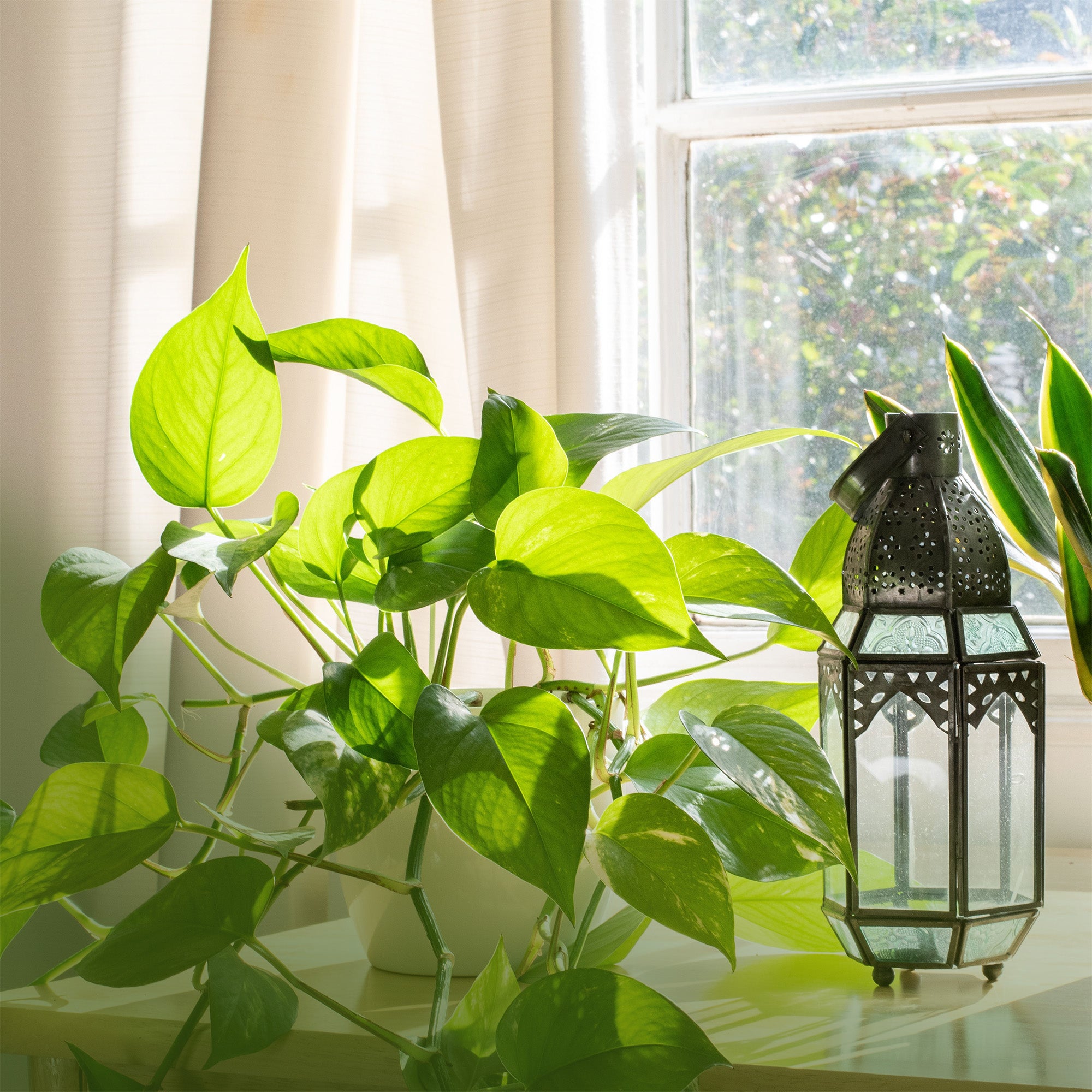 What is the Difference Between MEV and dMEV? – Clean Air Direct